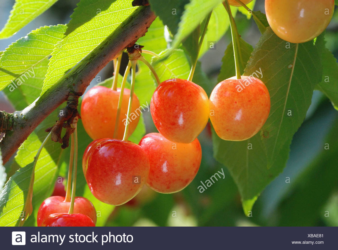 Bunch Of Cherries High Resolution Stock Photography and Images - Alamy