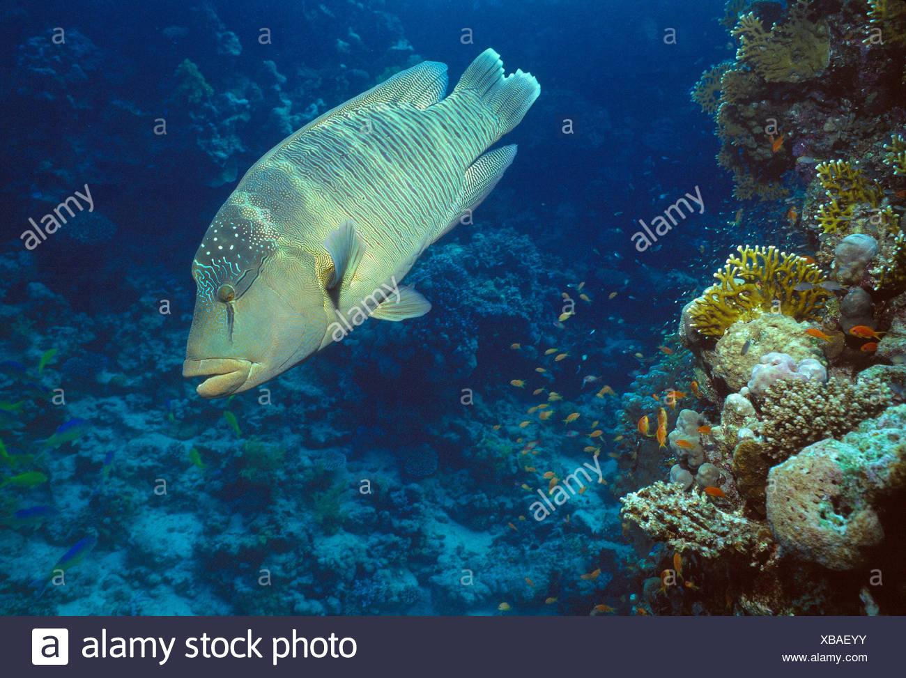 Red Sea Wrasse Fish High Resolution Stock Photography and Images - Alamy
