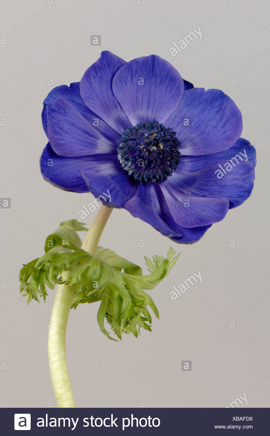Corolla Of Flower High Resolution Stock Photography and Images - Alamy