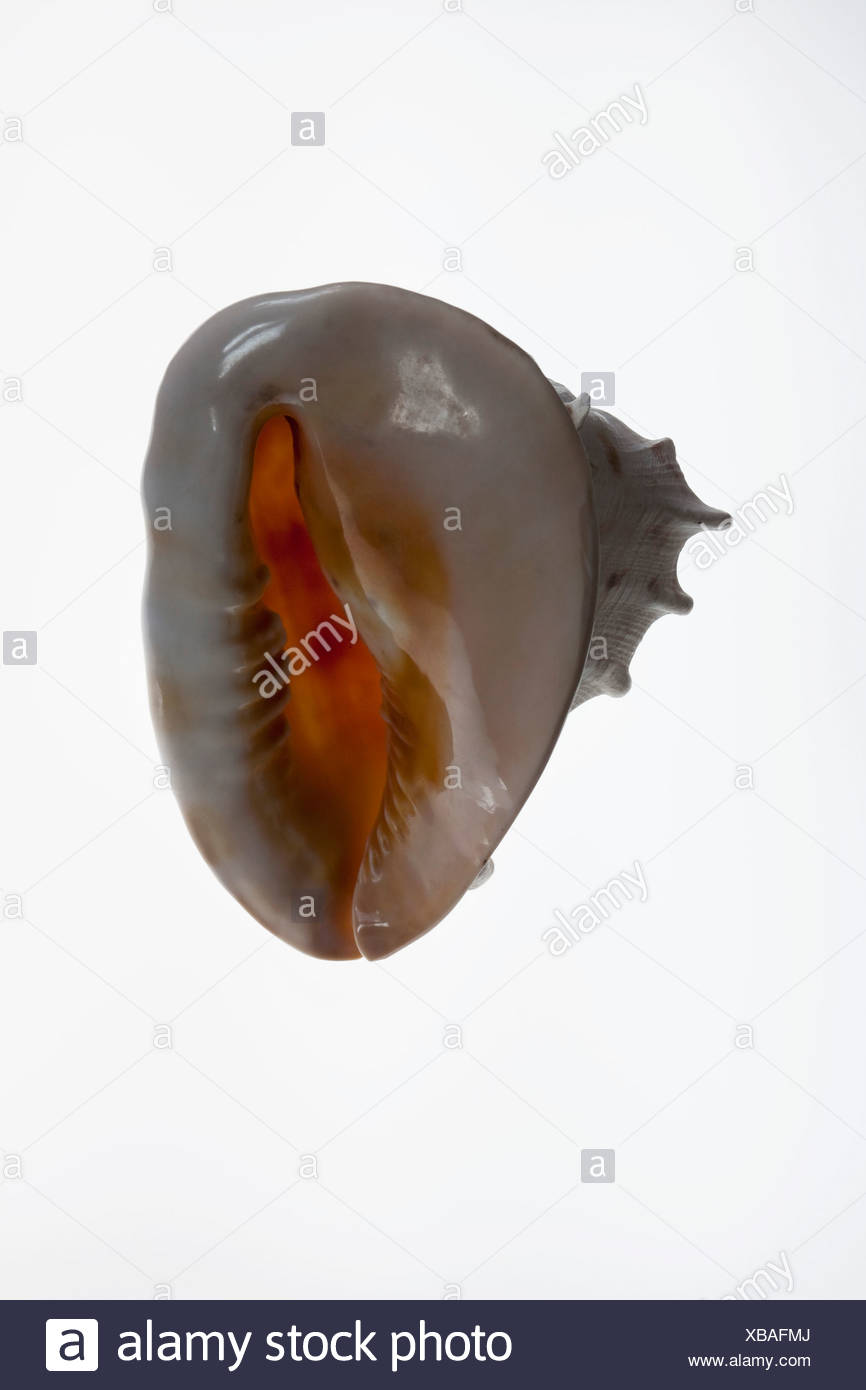 Horned Helmet Sea Shell High Resolution Stock Photography and Images ...