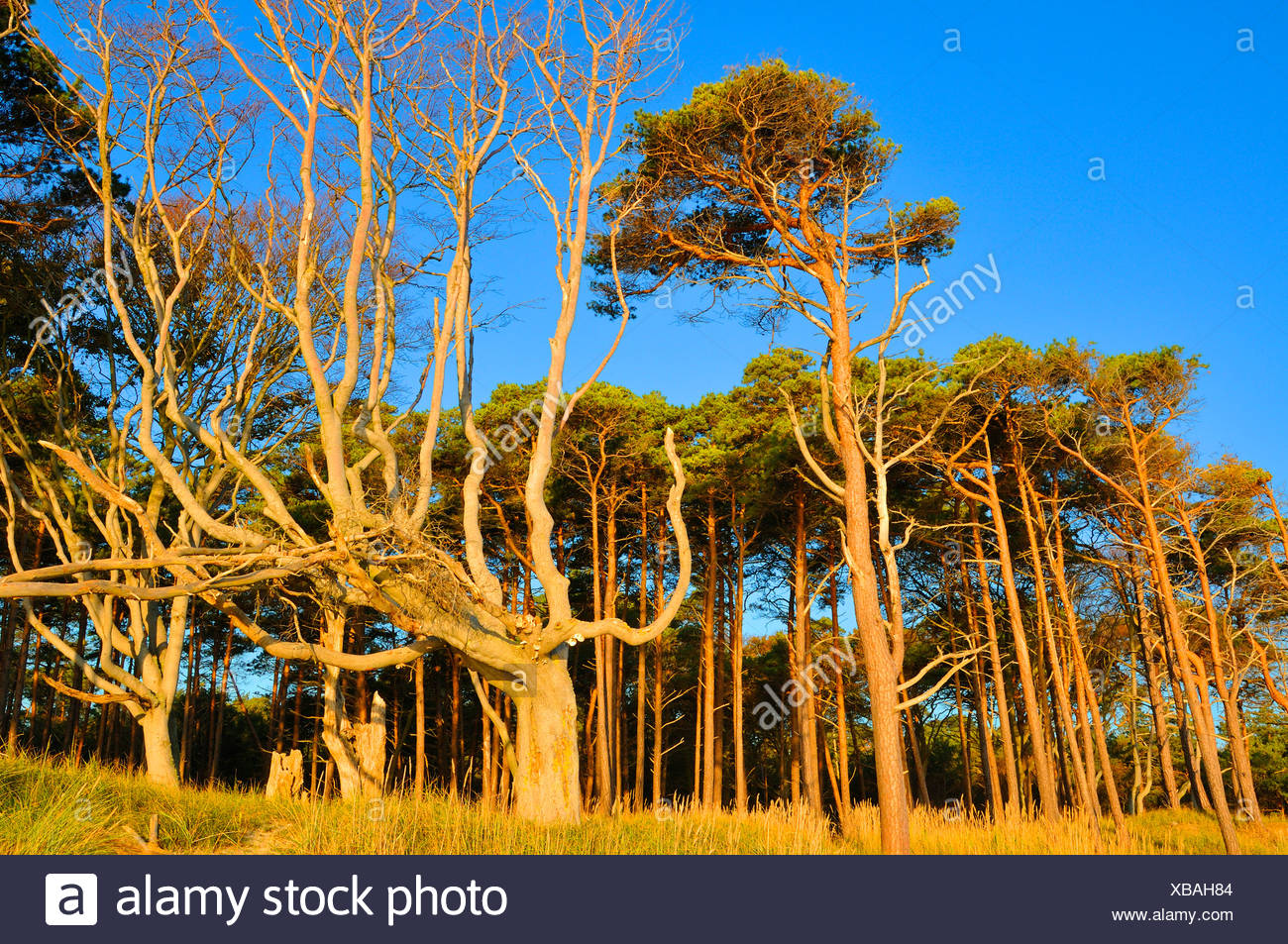 Beech And Pine High Resolution Stock Photography and Images - Alamy