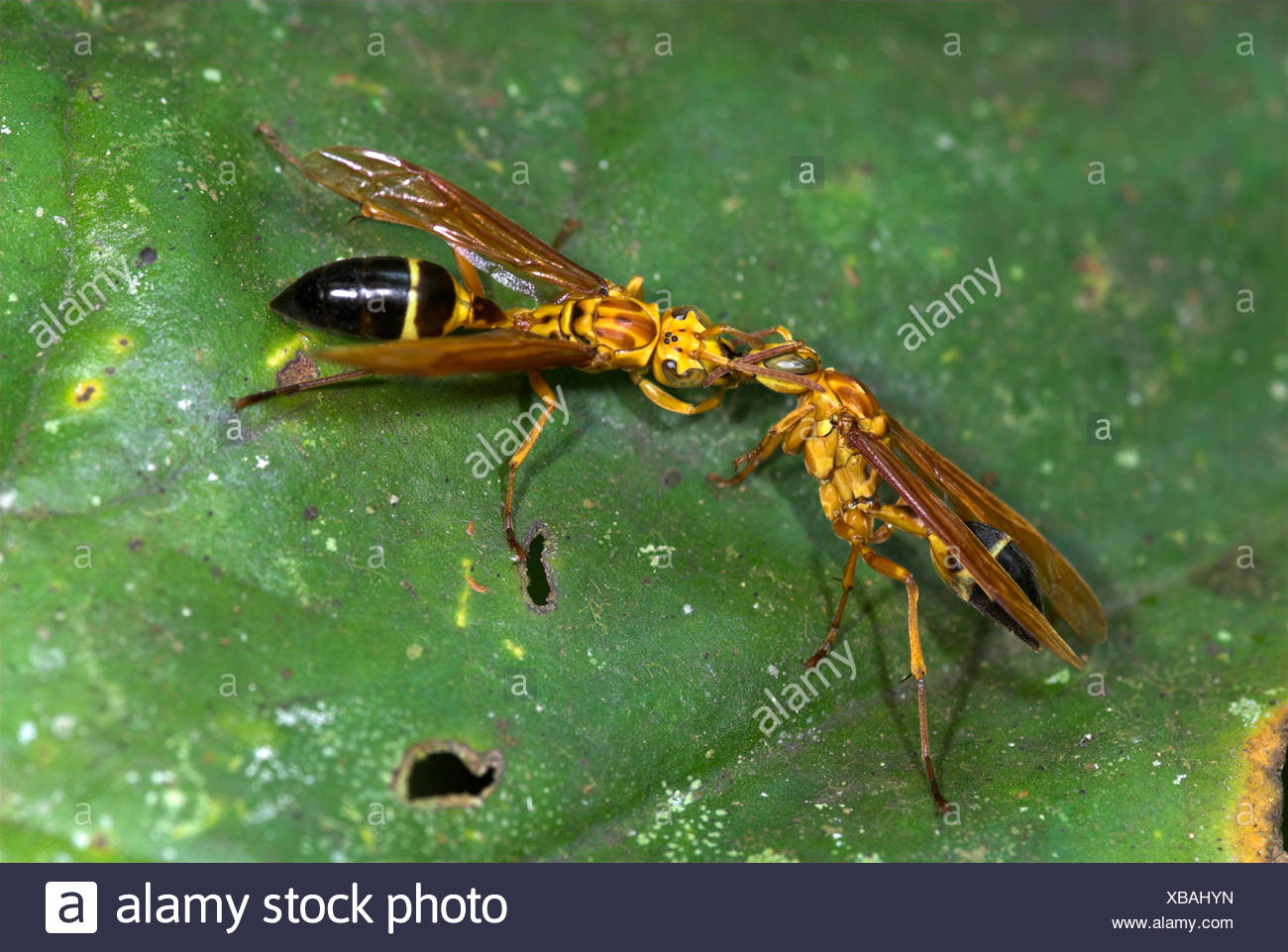 Spider Hunting Wasps High Resolution Stock Photography and Images - Alamy