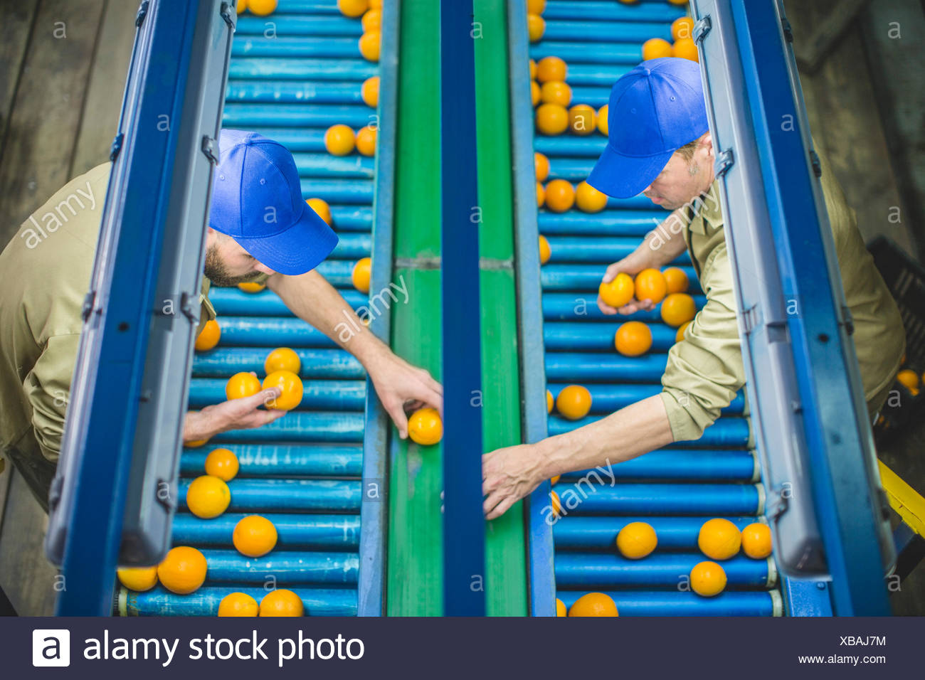Man Picking Oranges Orange Harvest High Resolution Stock Photography ...
