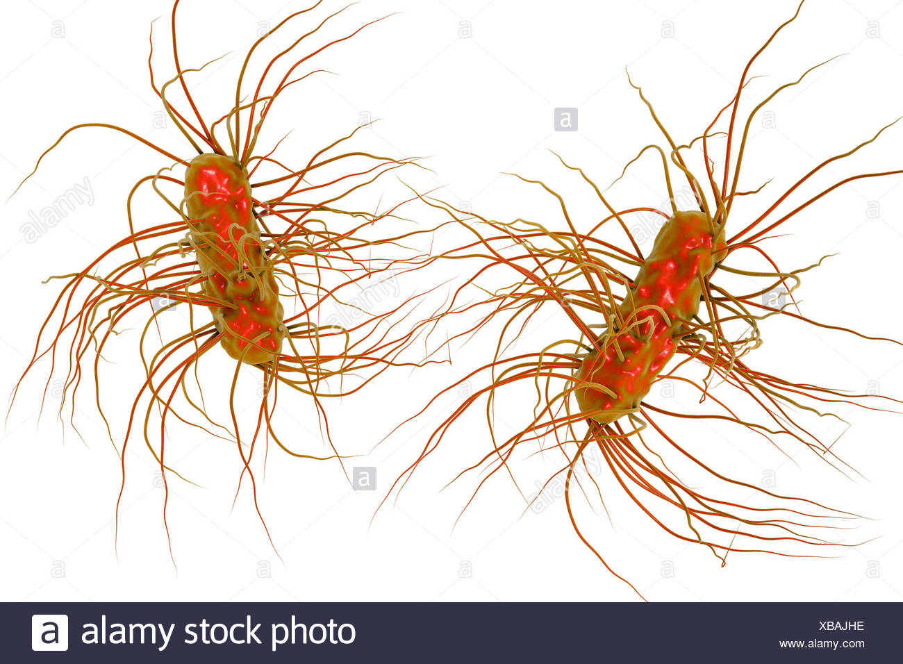 E Coli With Flagella Stock Photos & E Coli With Flagella Stock Images ...
