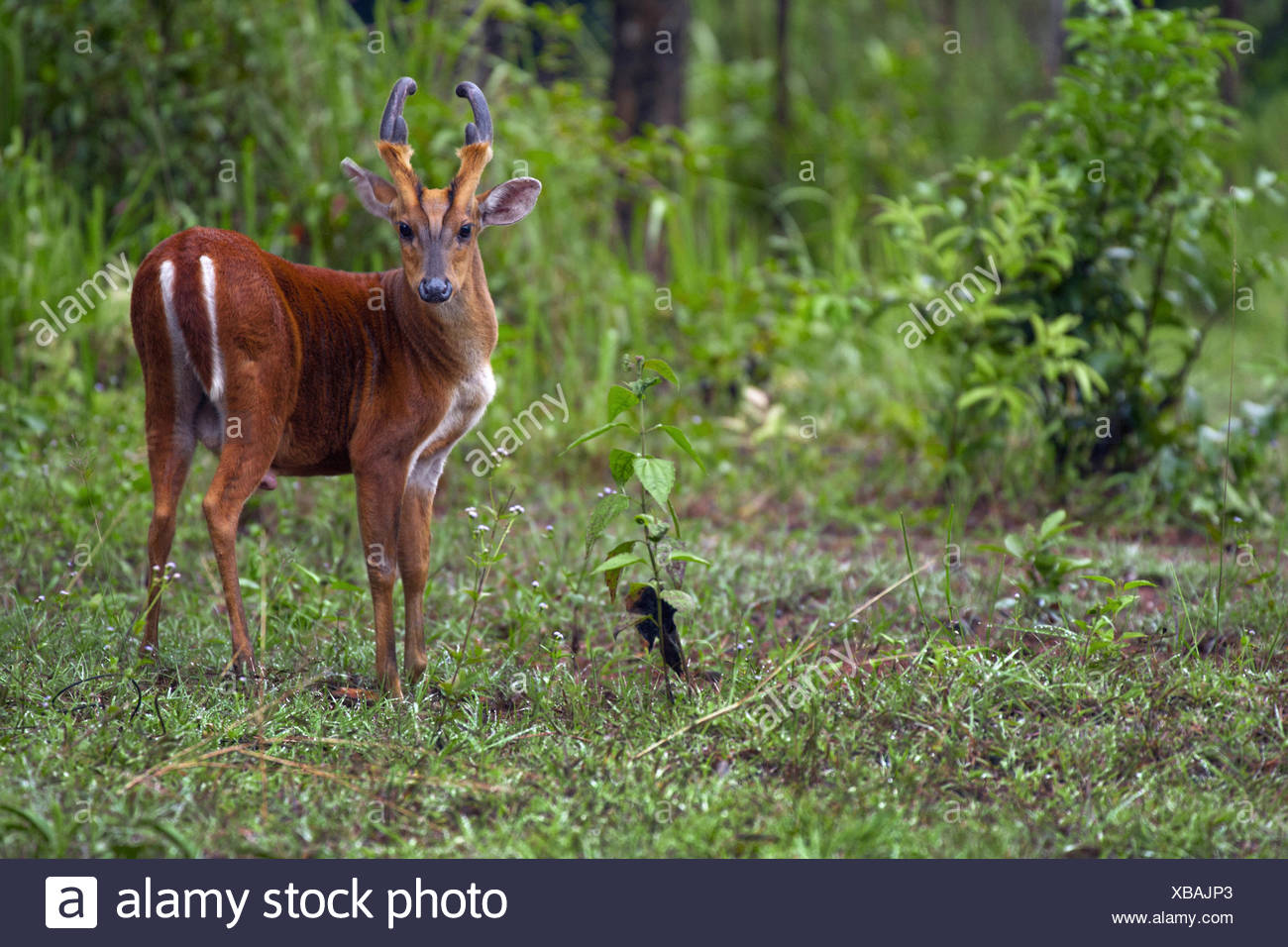Indian Muntjacs High Resolution Stock Photography and Images - Alamy