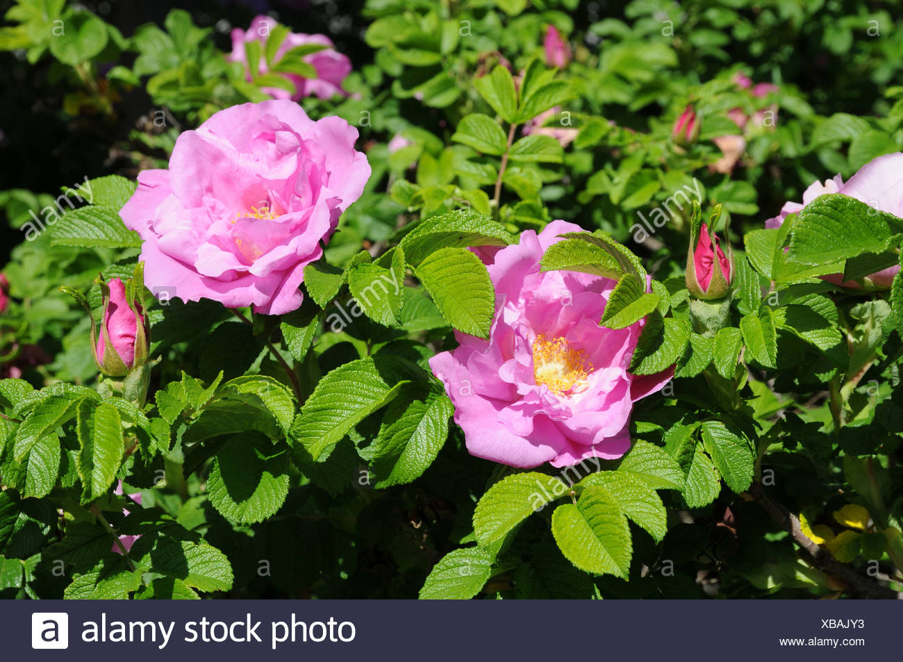 Rugosa Rose High Resolution Stock Photography and Images - Alamy