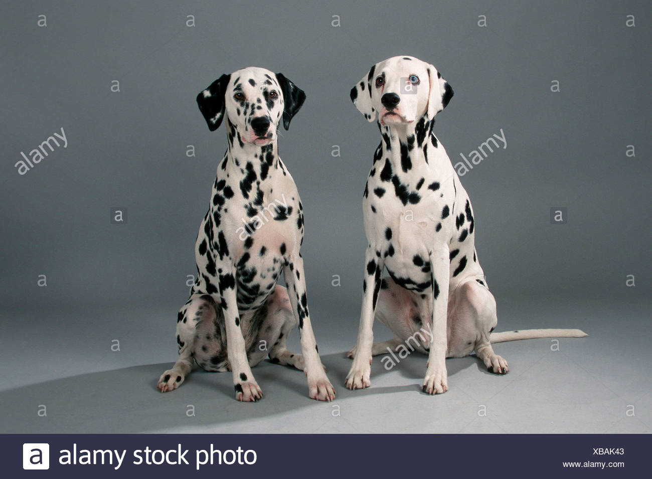Two Dalmatians High Resolution Stock Photography and Images - Alamy