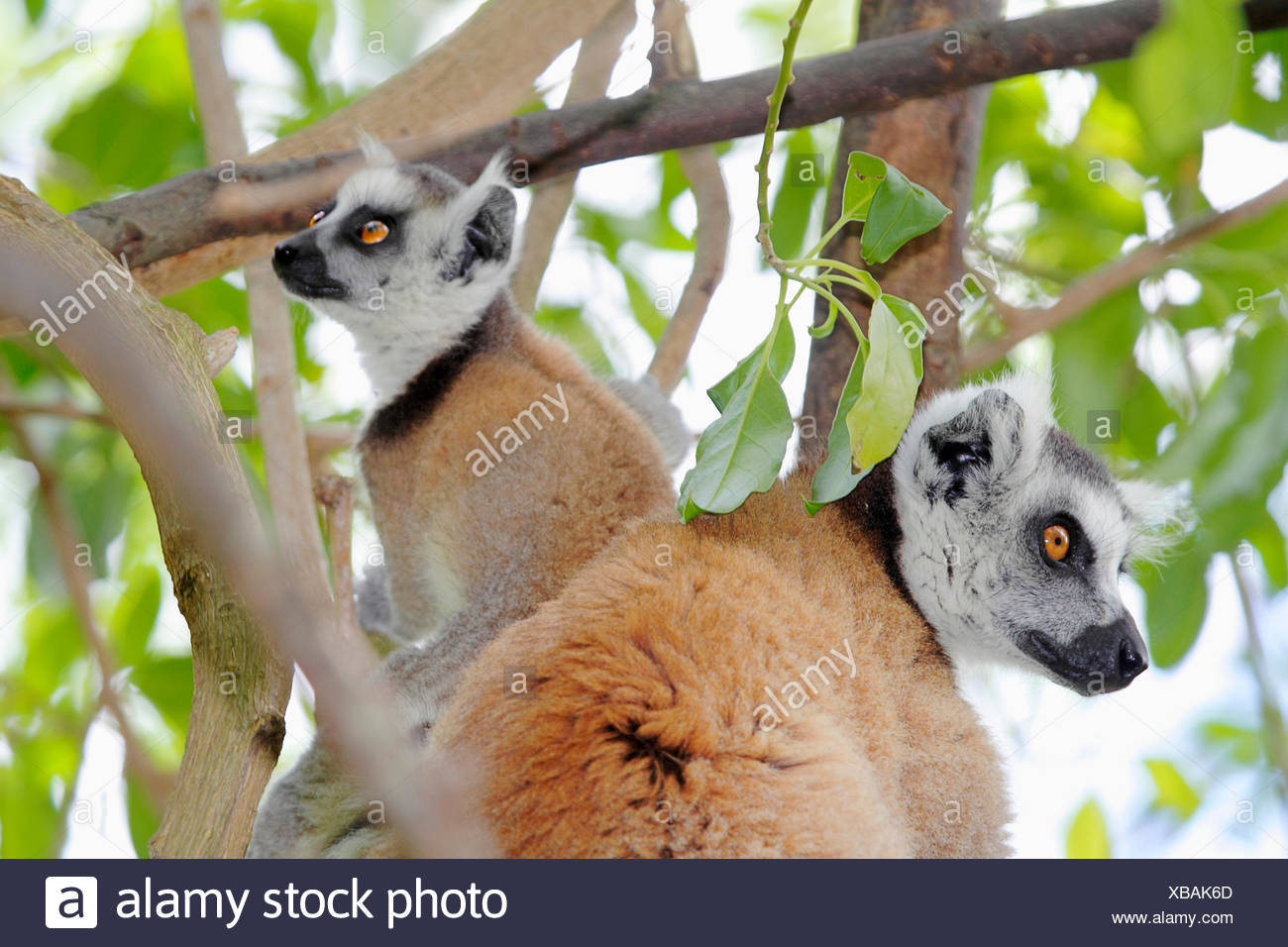 Two Different Animals High Resolution Stock Photography and Images - Alamy