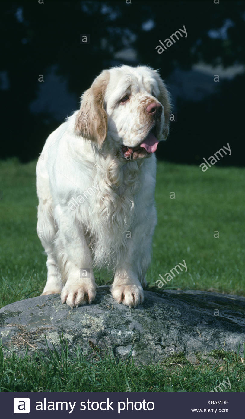 Working Clumber Spaniel High Resolution Stock Photography and Images ...