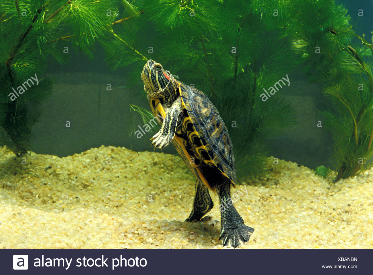 Red Eared Sliders High Resolution Stock Photography and Images - Alamy