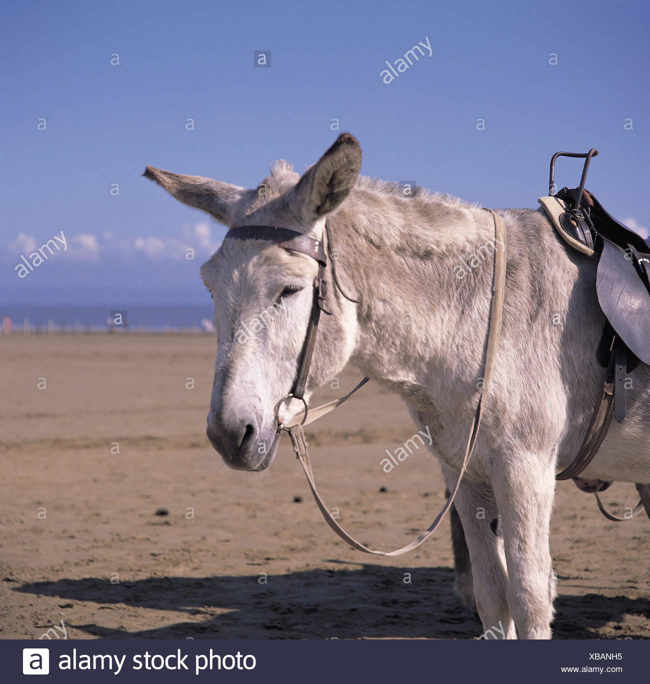 Donkey Ride Beach Stock Photos & Donkey Ride Beach Stock Images - Alamy