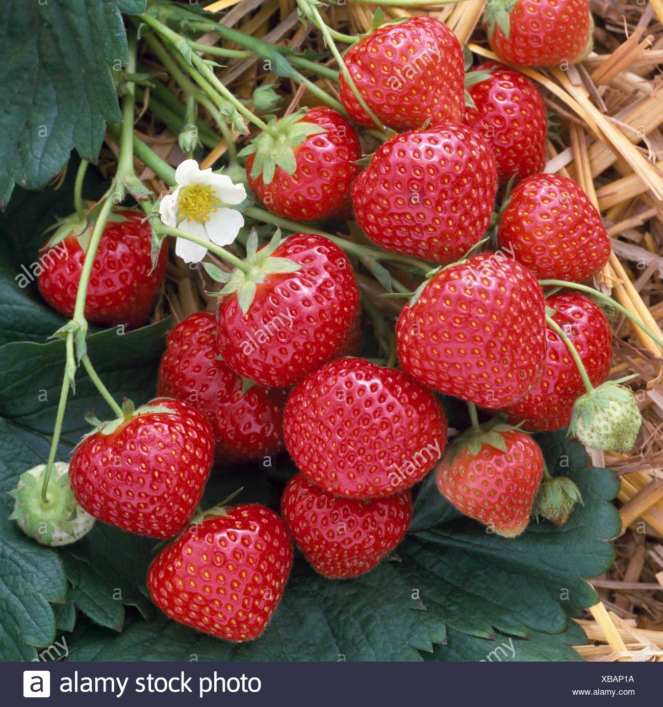 Elsanta High Resolution Stock Photography and Images - Alamy