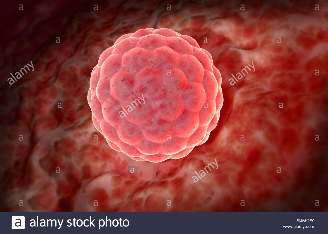 Blastocele Stock Photos & Blastocele Stock Images - Alamy