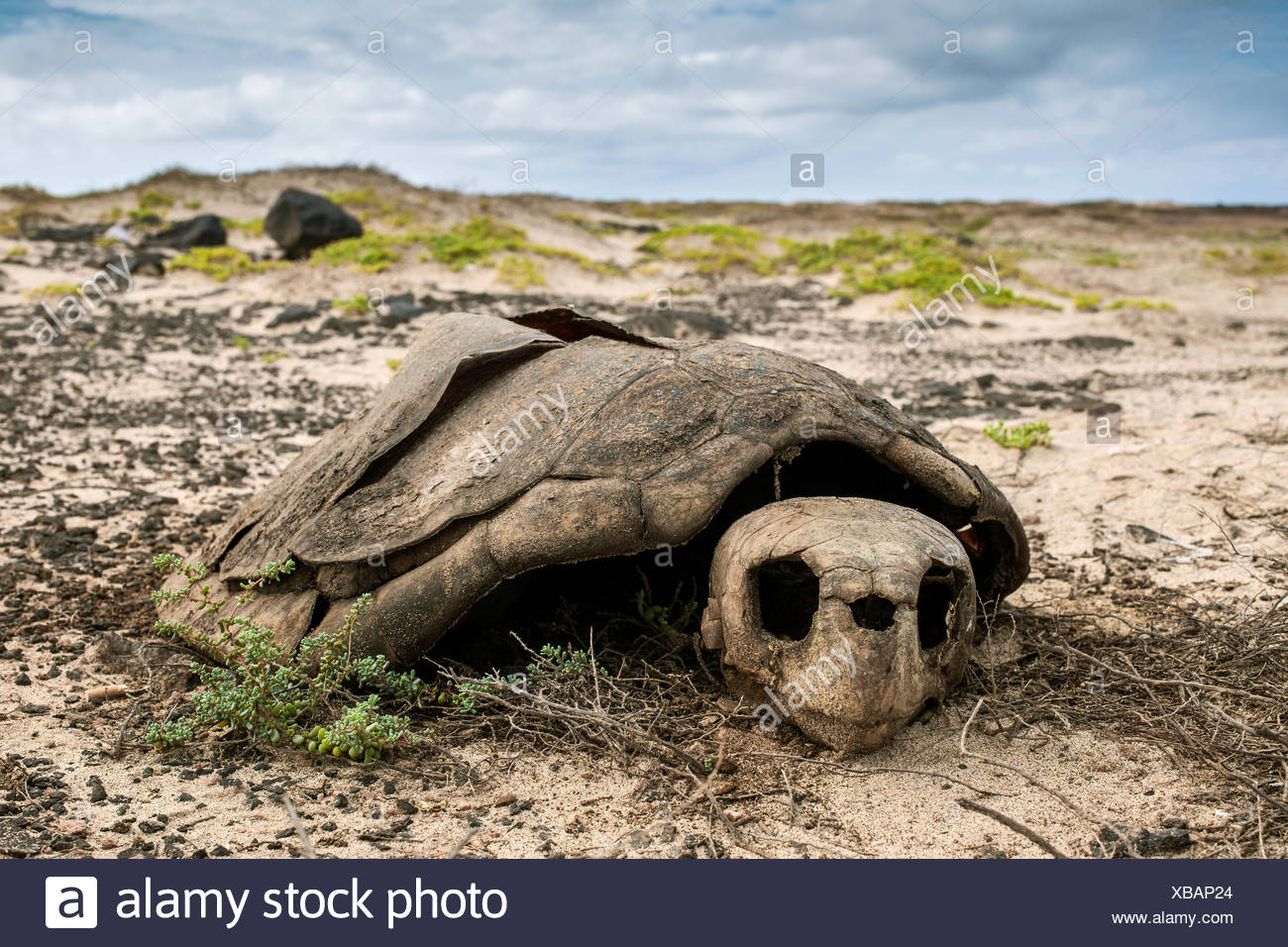 Turtle Skeleton High Resolution Stock Photography and Images - Alamy