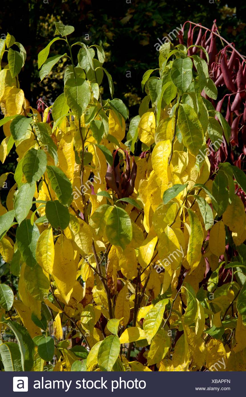 Lindera Benzoin Stock Photos & Lindera Benzoin Stock Images - Alamy