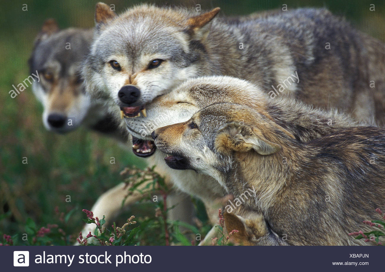 Submission And Dominance High Resolution Stock Photography and Images ...