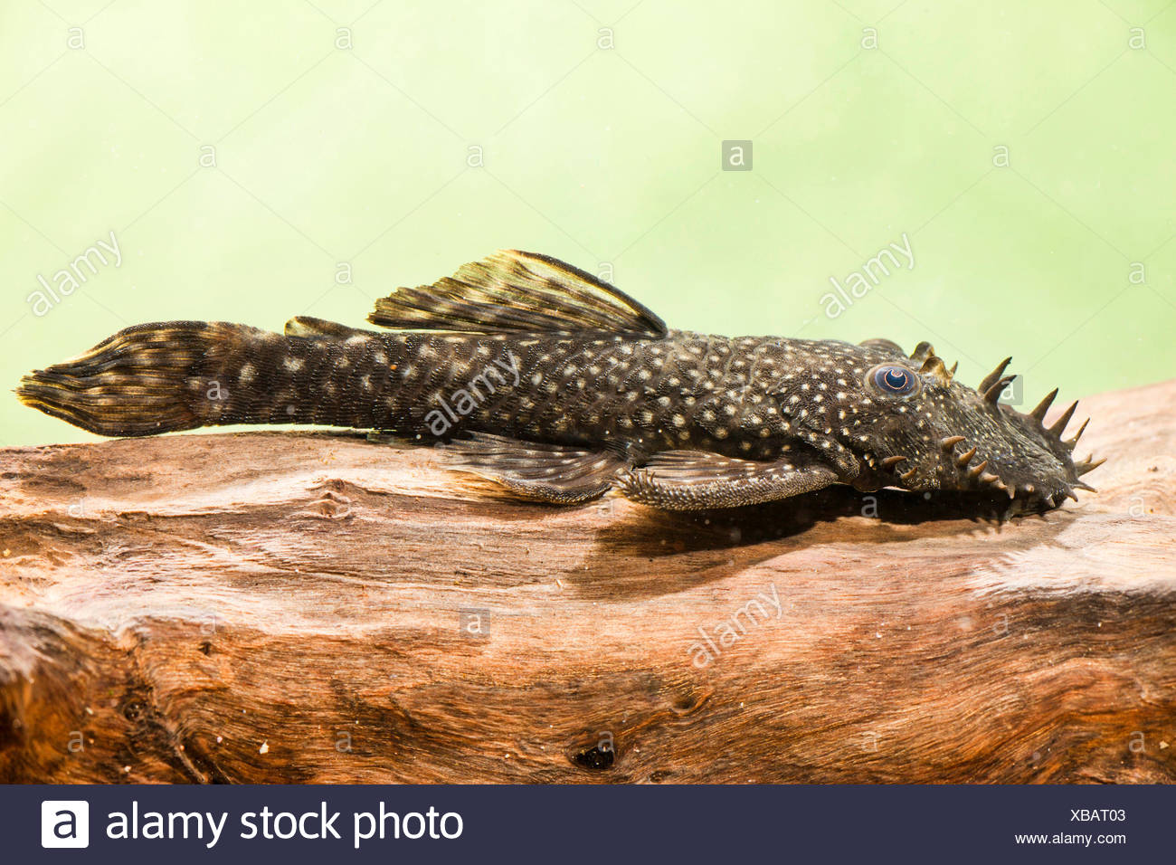 Big Nose Fish High Resolution Stock Photography and Images - Alamy