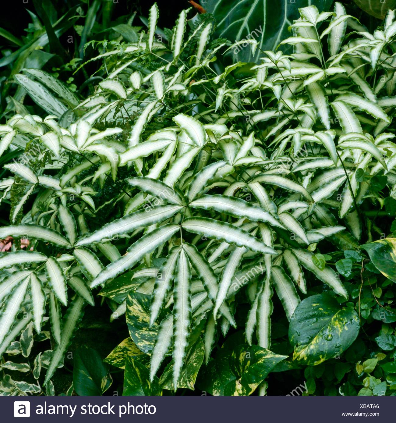 Pteris Cretica High Resolution Stock Photography and Images - Alamy