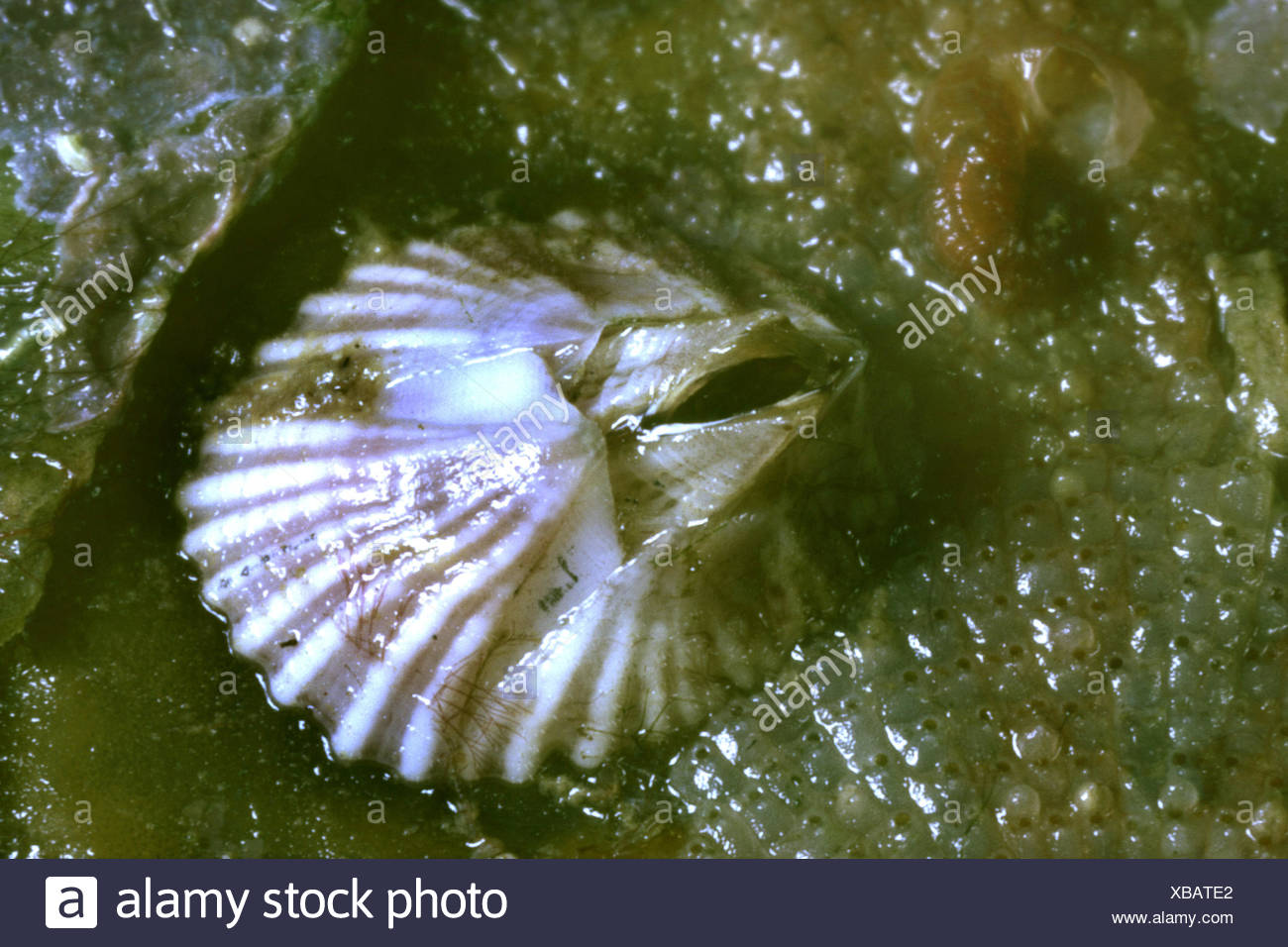 Megabalanus High Resolution Stock Photography and Images - Alamy