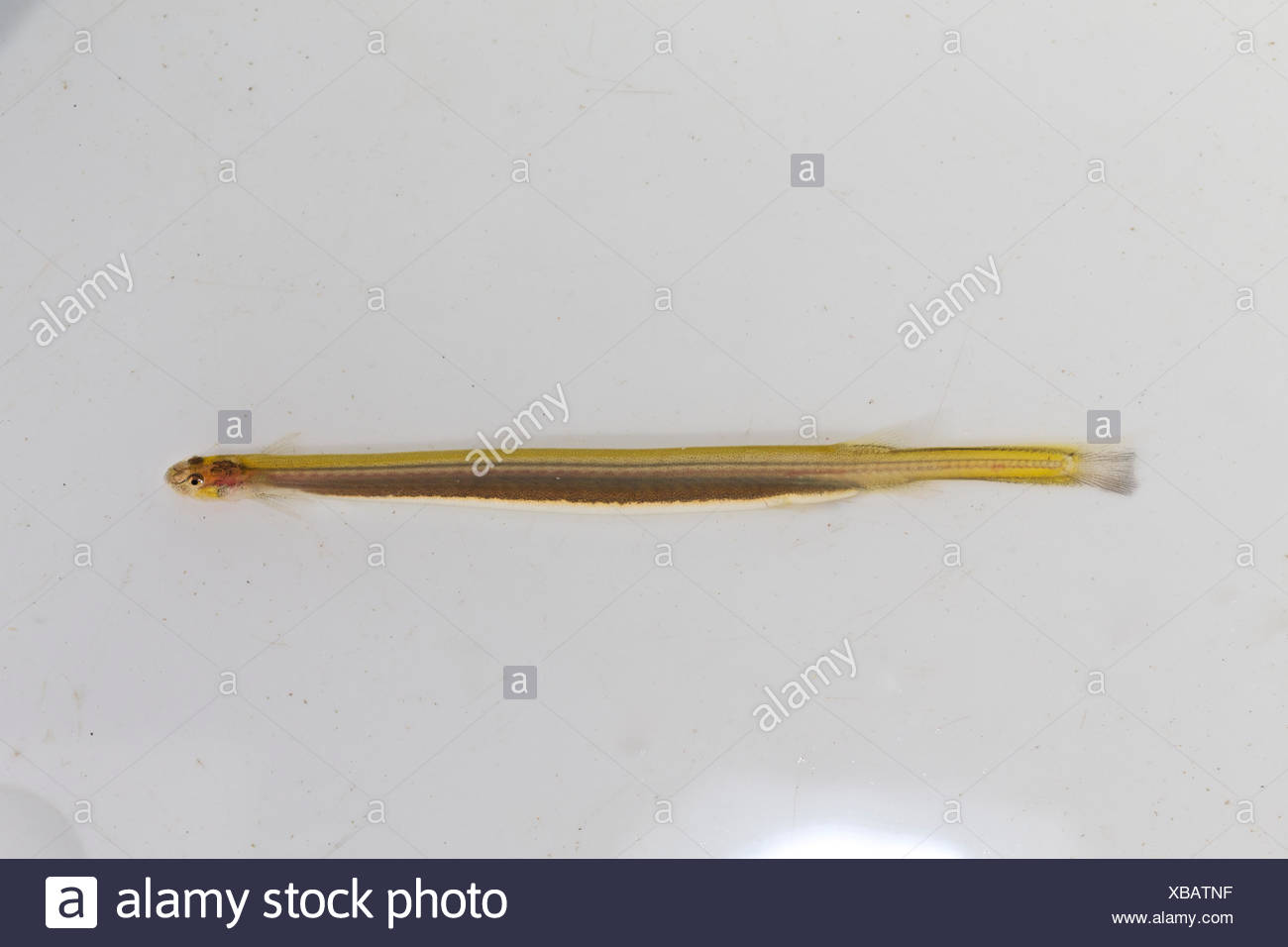 Xingu High Resolution Stock Photography and Images - Alamy