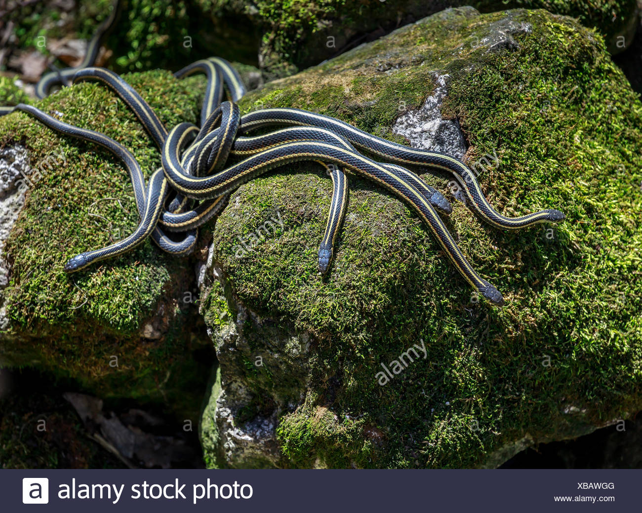 Red Sided Garter Snake High Resolution Stock Photography and Images - Alamy