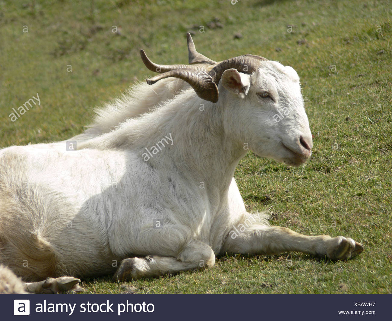 Balkan Wild Goat High Resolution Stock Photography and Images - Alamy