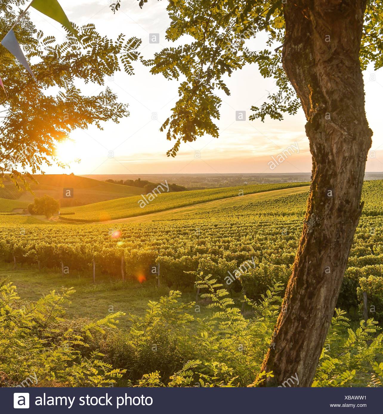 Bordeaux Landscape France Stock Photos & Bordeaux Landscape France ...