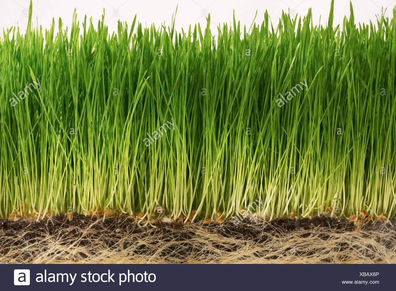 Grass Roots High Resolution Stock Photography and Images - Alamy