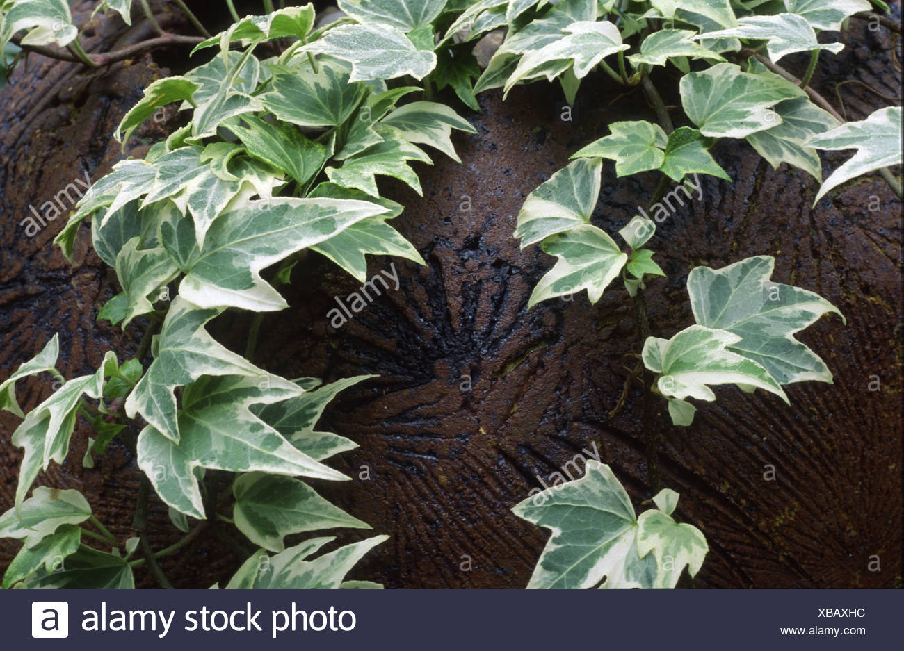 Heder High Resolution Stock Photography and Images - Alamy