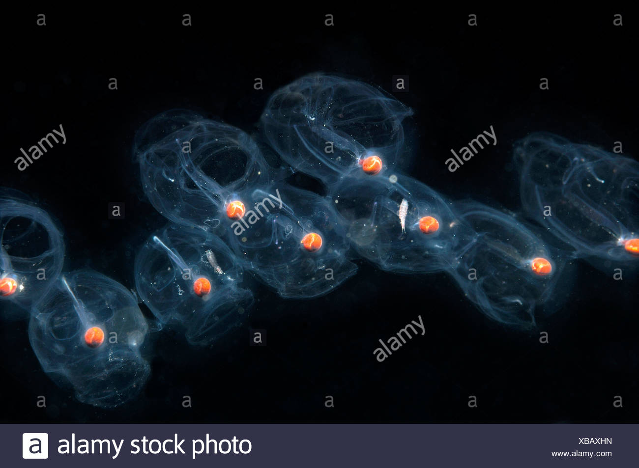 Salpida High Resolution Stock Photography and Images - Alamy