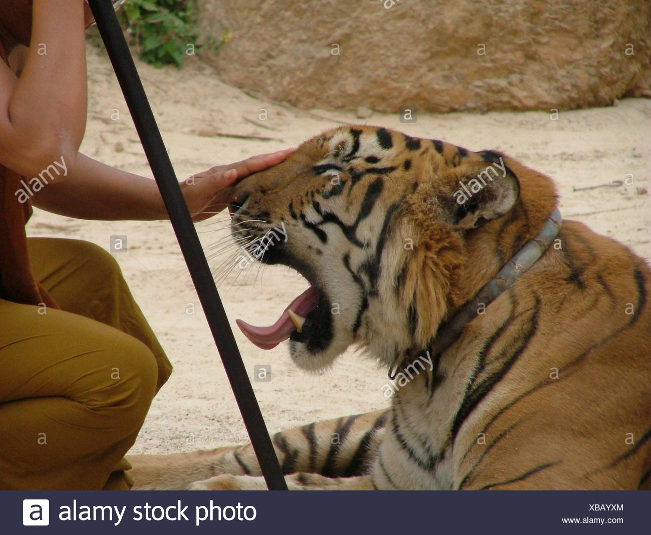 Tigerzunge High Resolution Stock Photography and Images - Alamy