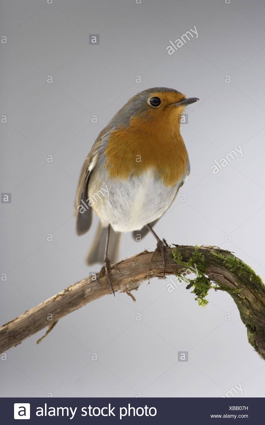 Robin Size Bird High Resolution Stock Photography and Images - Alamy