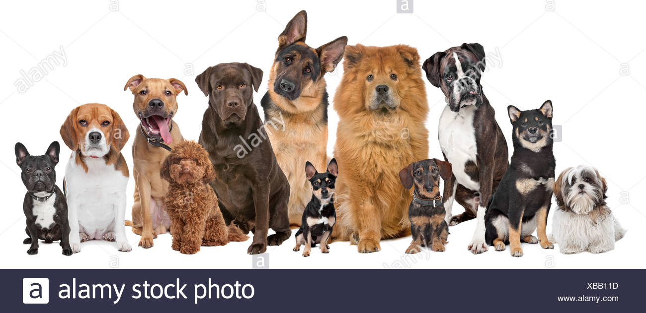Twelve Dogs High Resolution Stock Photography and Images - Alamy