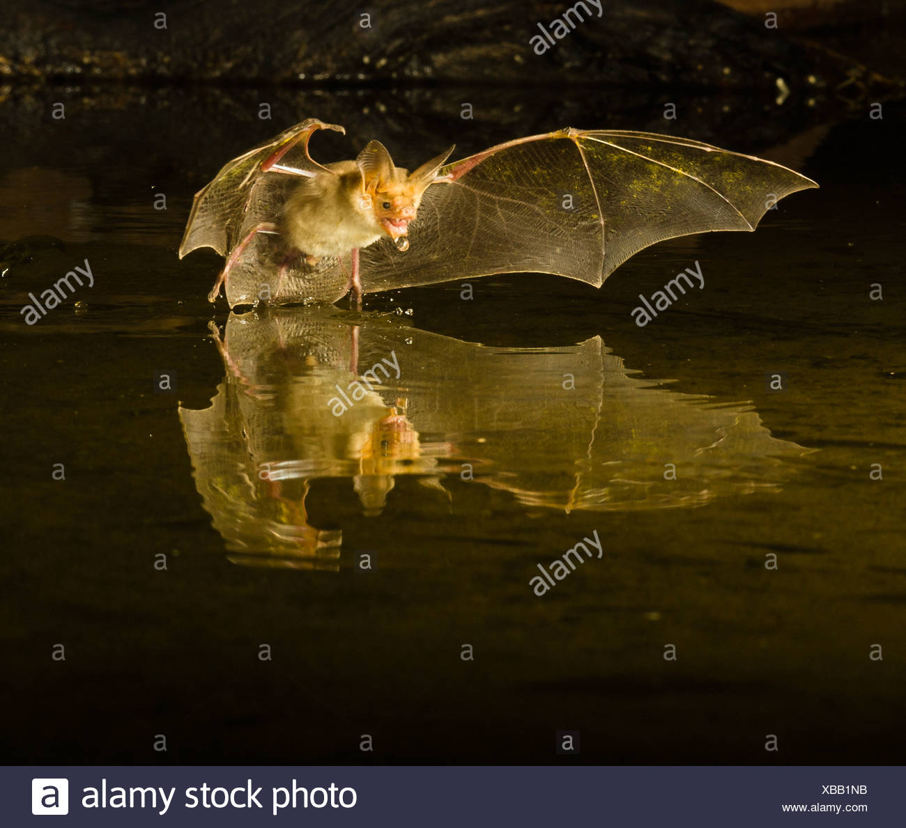 Swooping High Resolution Stock Photography and Images - Alamy