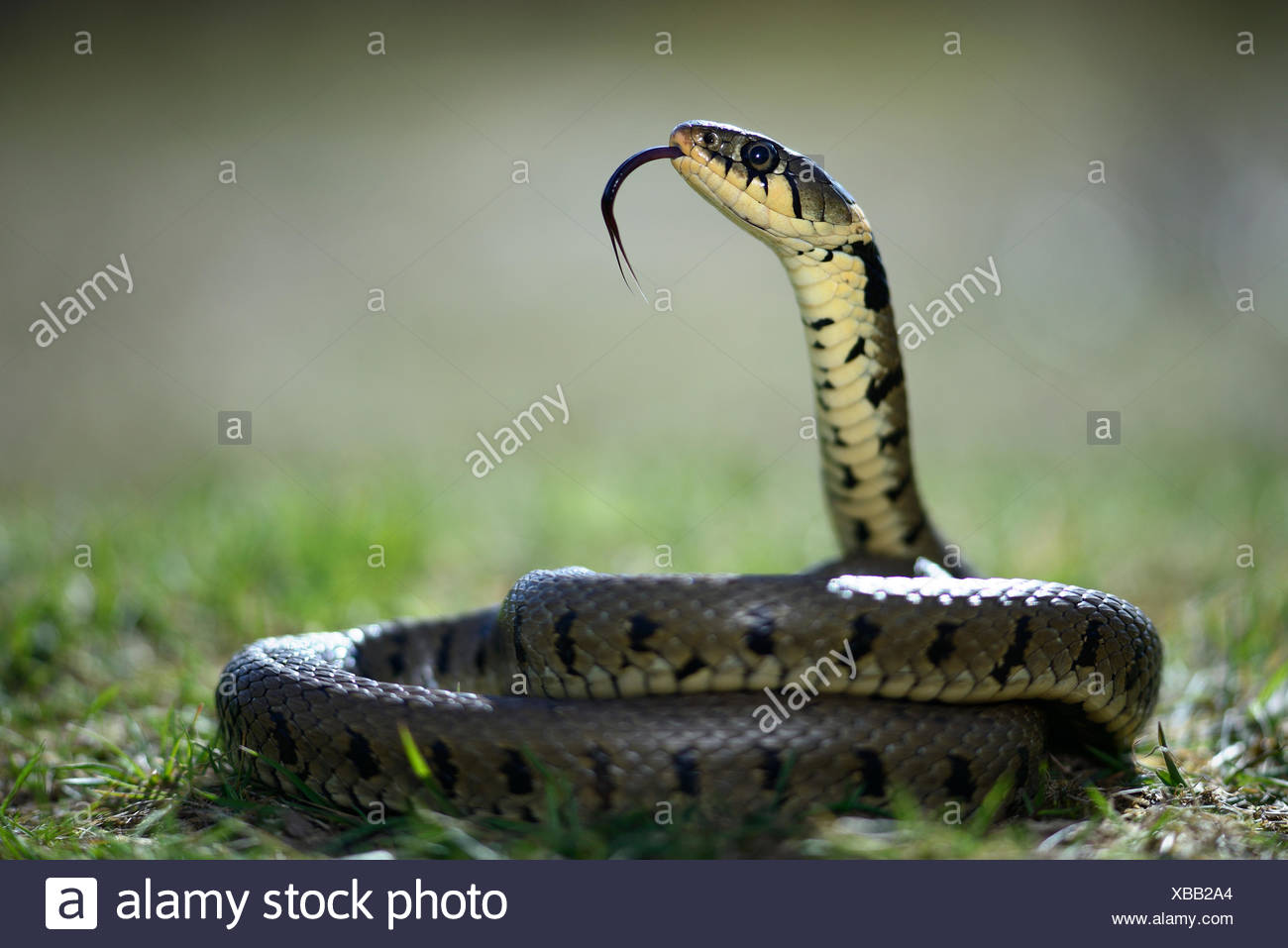 Snake Tongue Close Stock Photos & Snake Tongue Close Stock Images - Alamy