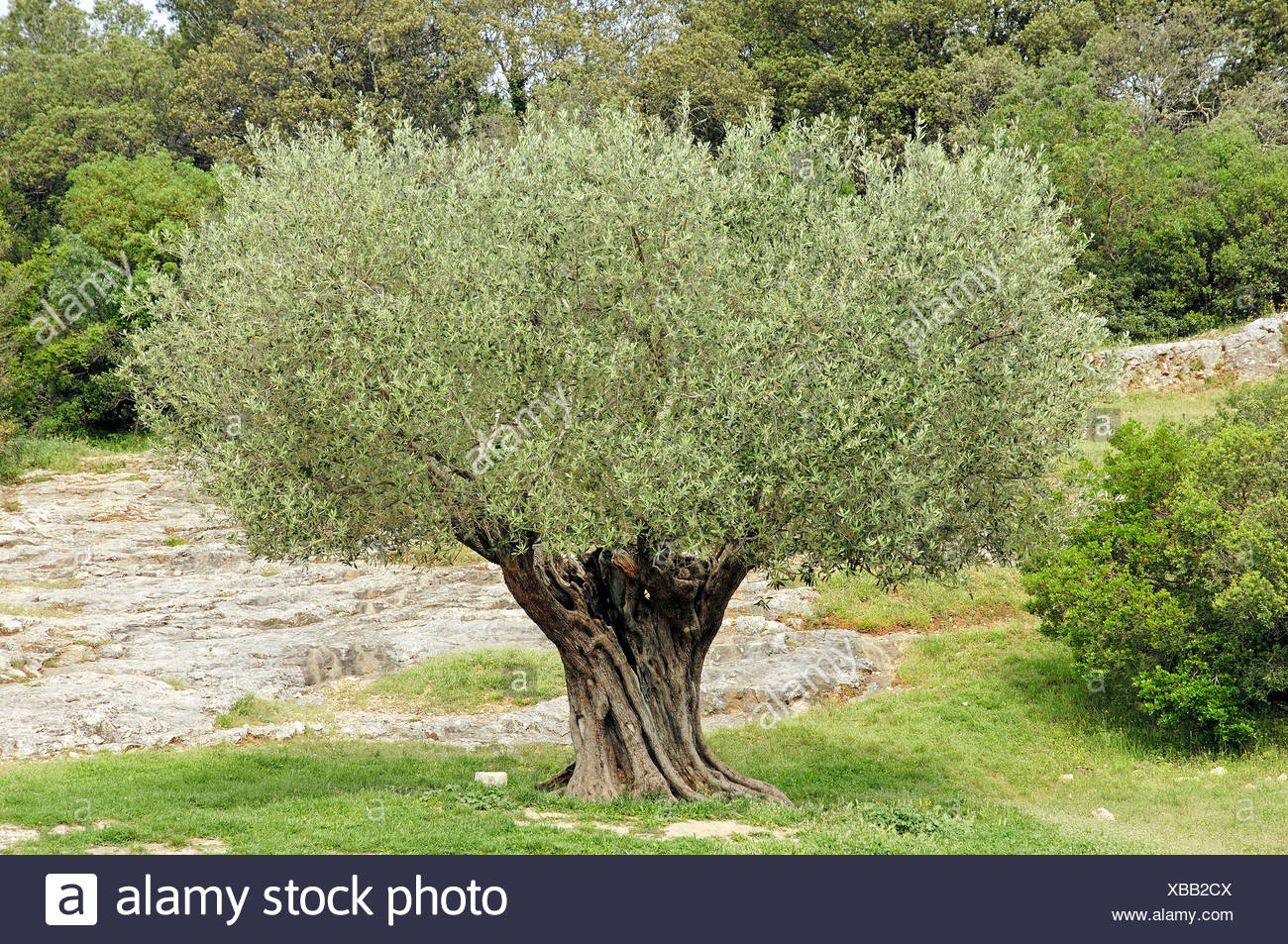 Olive Tree Olea Europaea High Resolution Stock Photography and Images ...