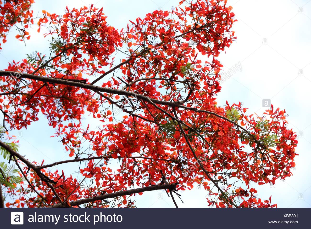 Gul Mohur Tree Delonix Regia With Green Leaves Red Flower High ...