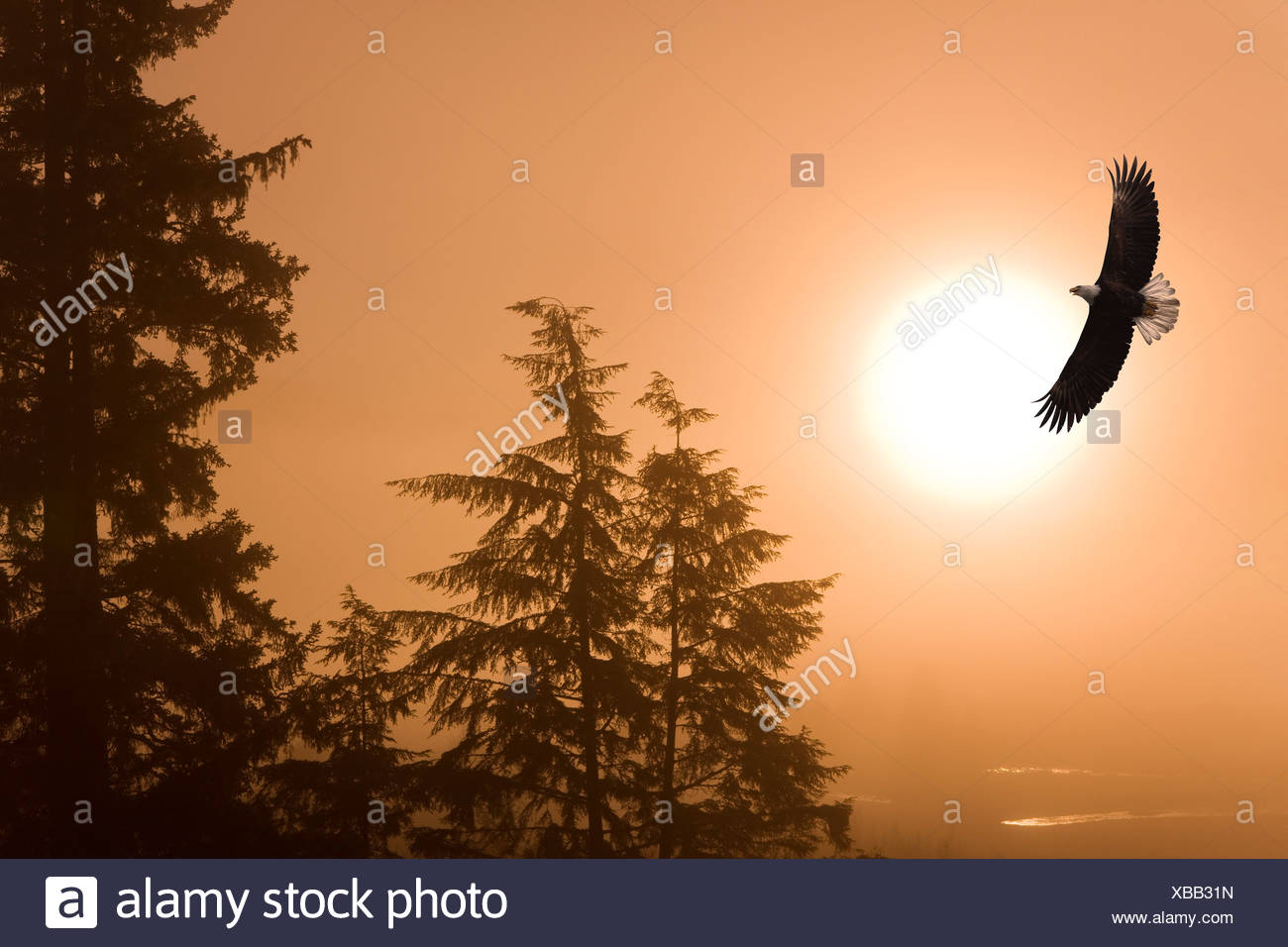 Rising Eagle High Resolution Stock Photography and Images - Alamy