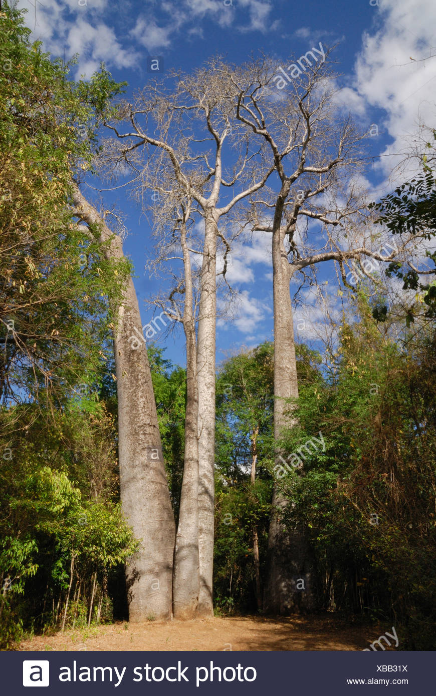 Adansonia Madagascariensis High Resolution Stock Photography and Images ...