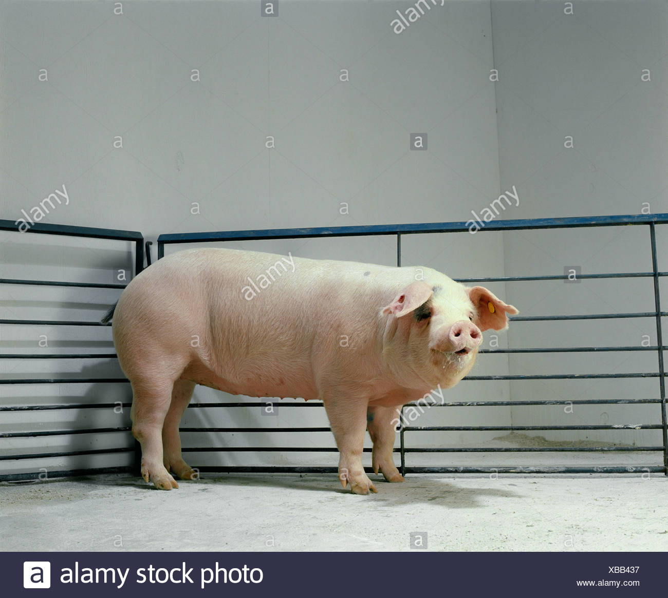Gilt Pig Stock Photos & Gilt Pig Stock Images - Alamy