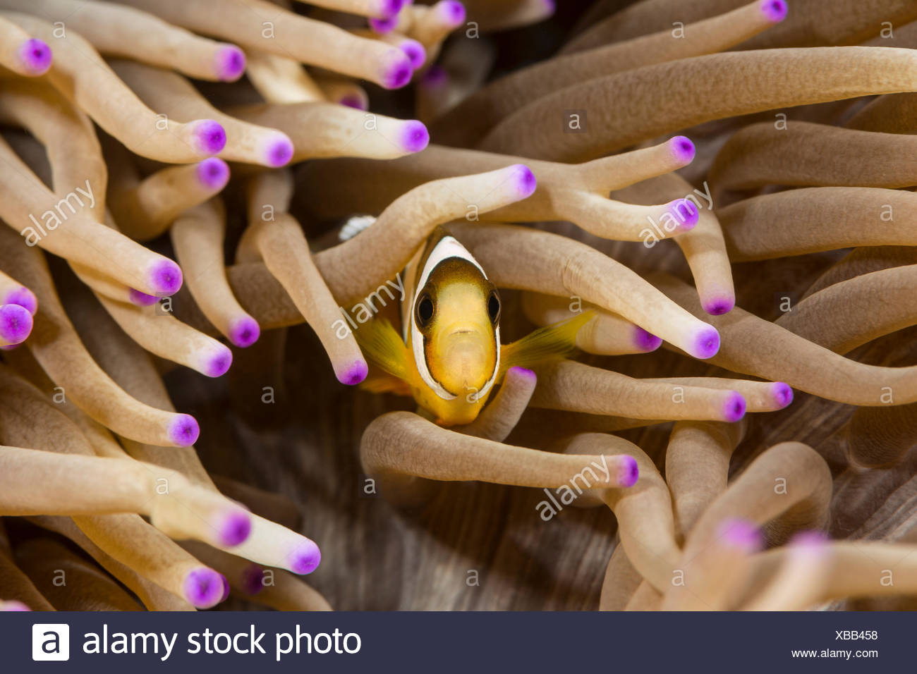 Threeband High Resolution Stock Photography and Images - Alamy