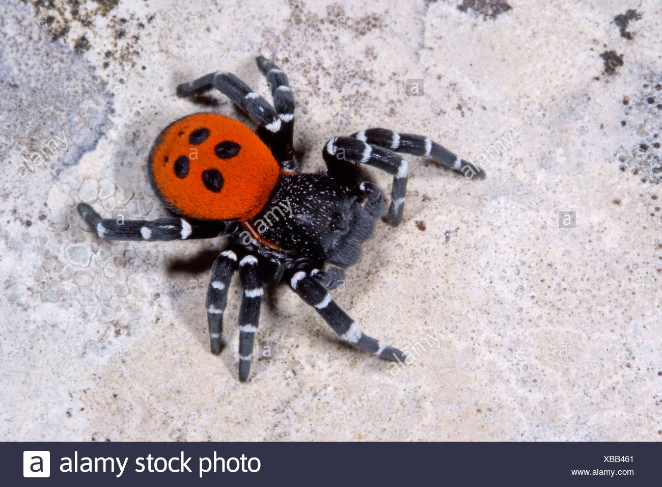 Sandaliatus High Resolution Stock Photography and Images - Alamy