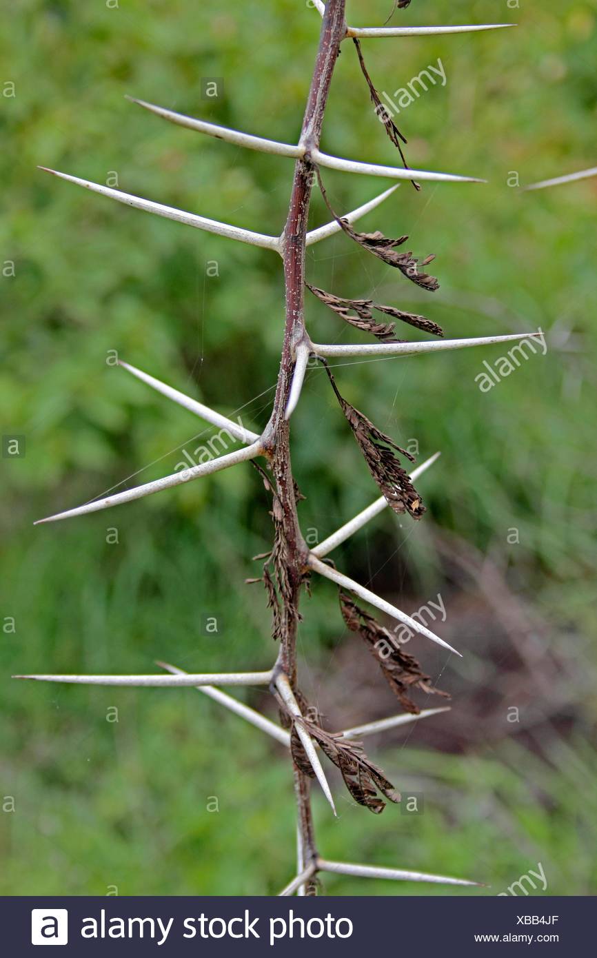 Babul Tree Stock Photos & Babul Tree Stock Images - Alamy