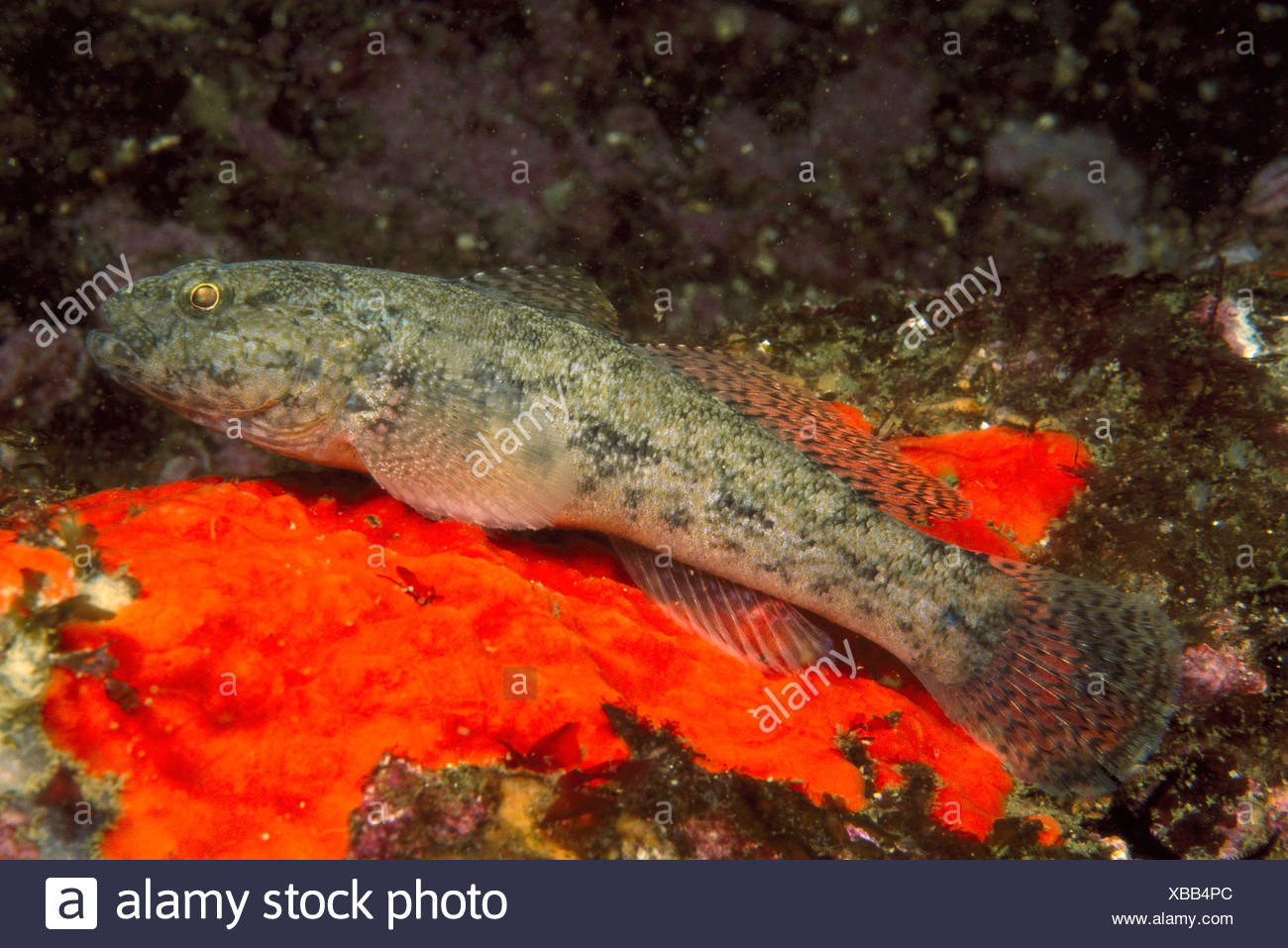 Gobius Cobitis Stock Photos & Gobius Cobitis Stock Images - Alamy