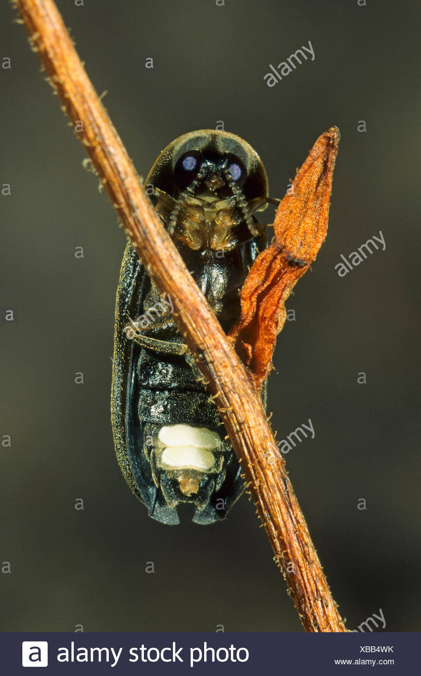 Light Organs High Resolution Stock Photography and Images - Alamy