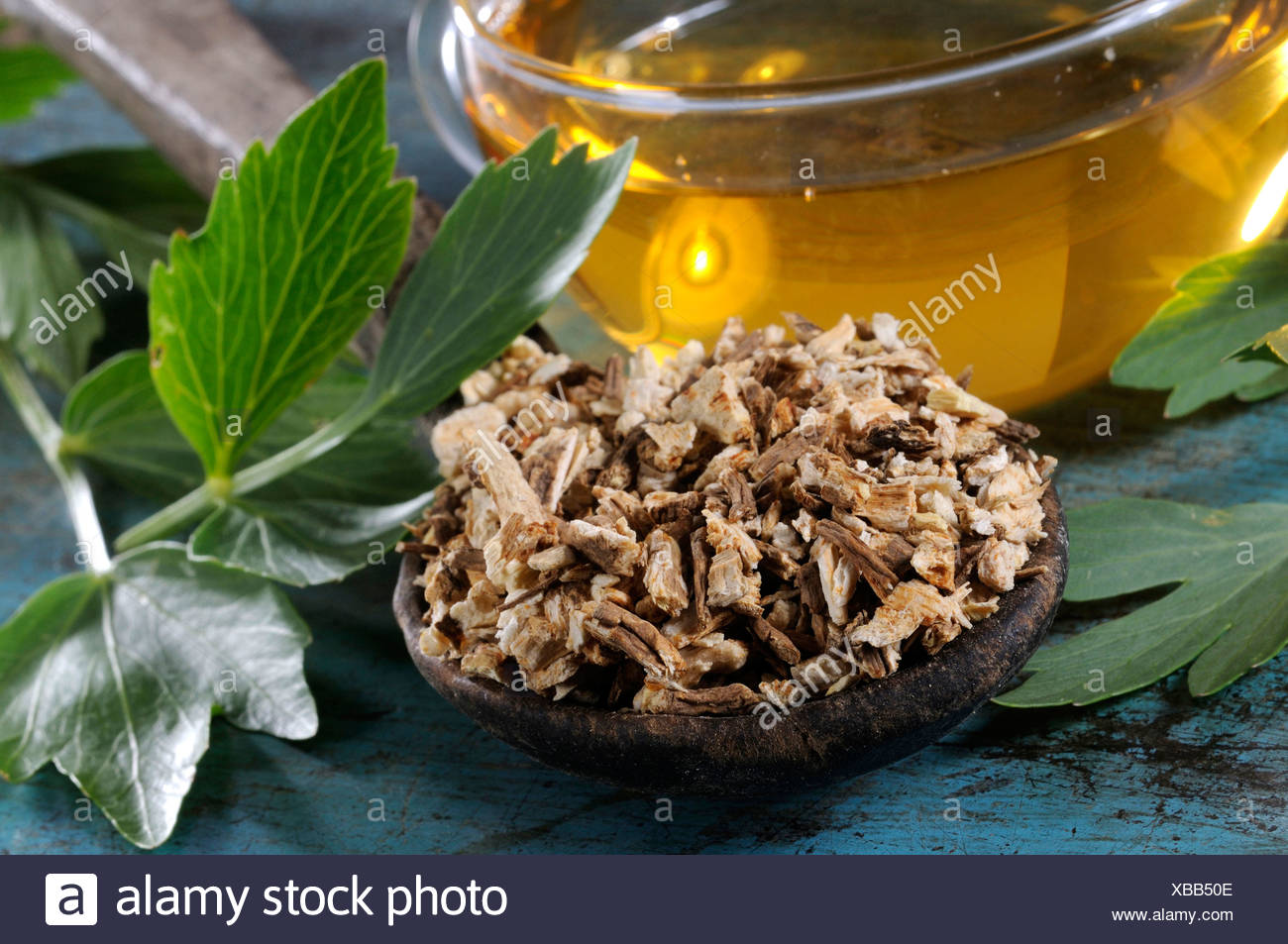 Lovage Root High Resolution Stock Photography and Images - Alamy