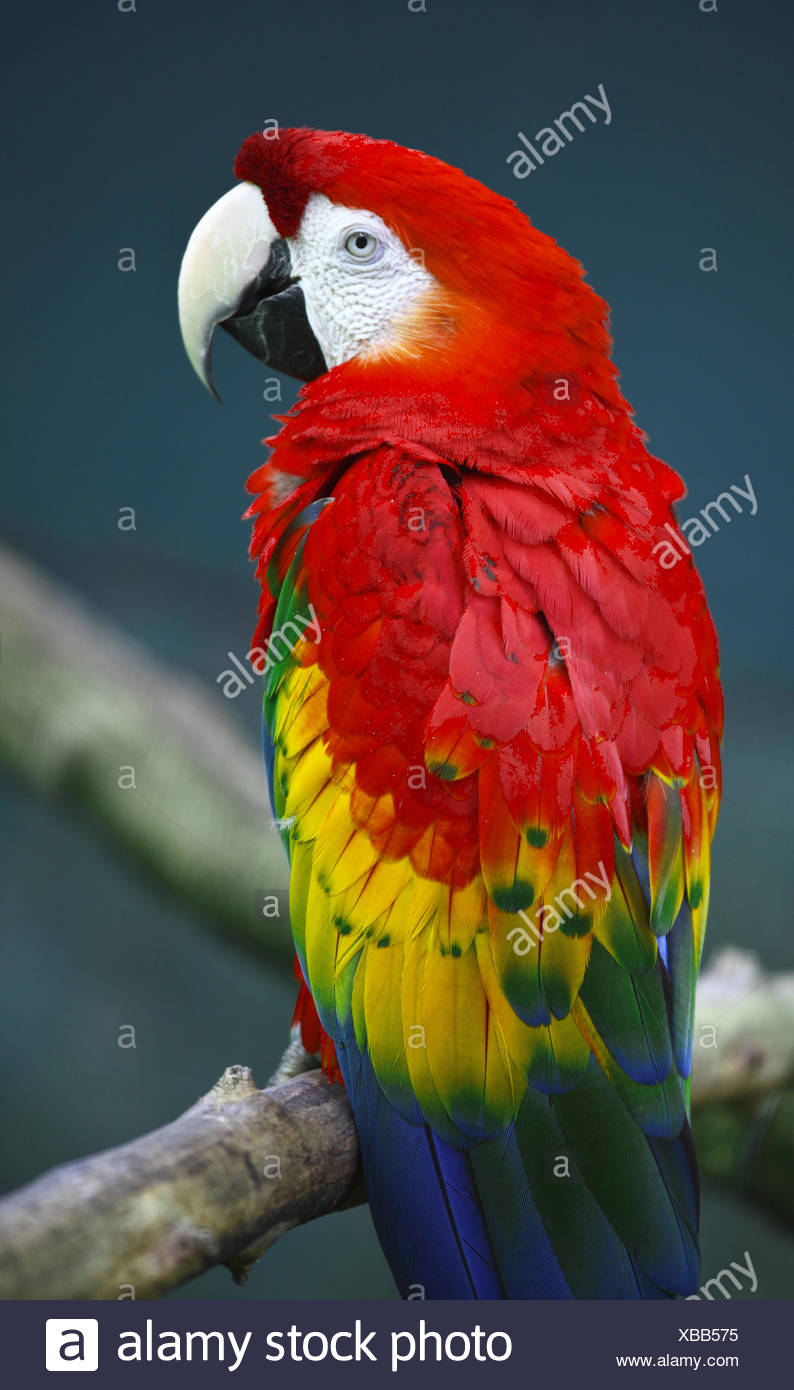 Parrots Stock Photos & Parrots Stock Images - Alamy