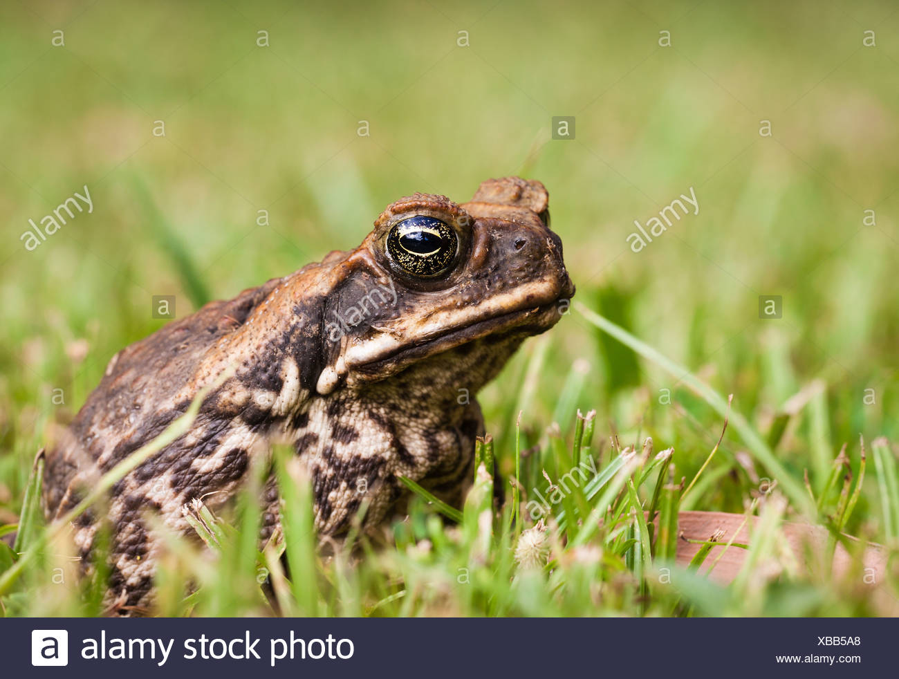 Toad In Grass High Resolution Stock Photography and Images - Alamy