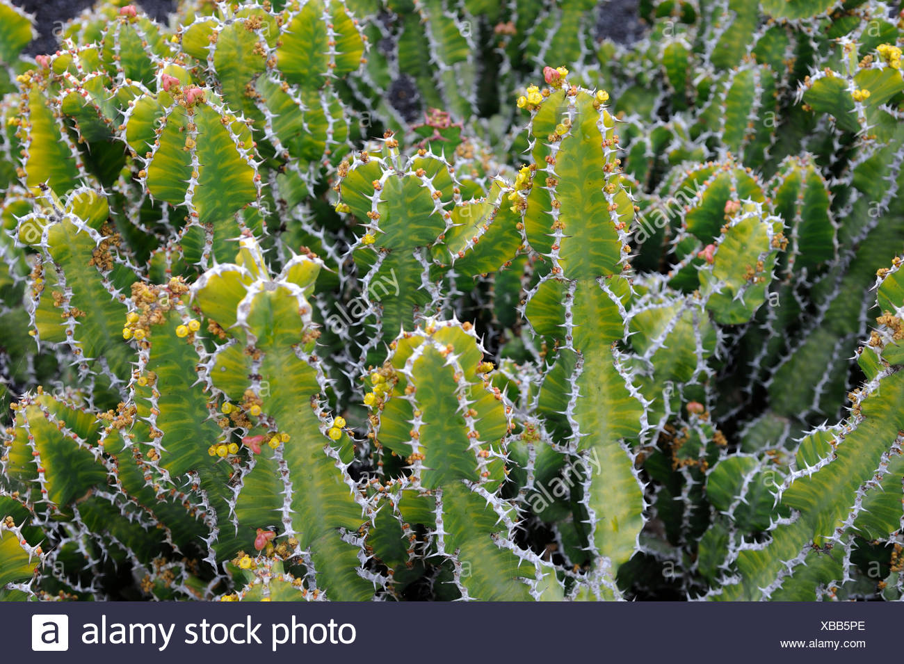Candelabre High Resolution Stock Photography and Images - Alamy