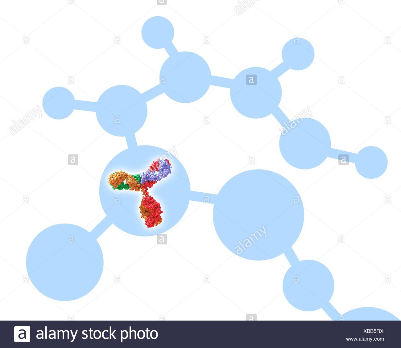 Illustration Showing Structure Of Antibody Stock Photos & Illustration ...